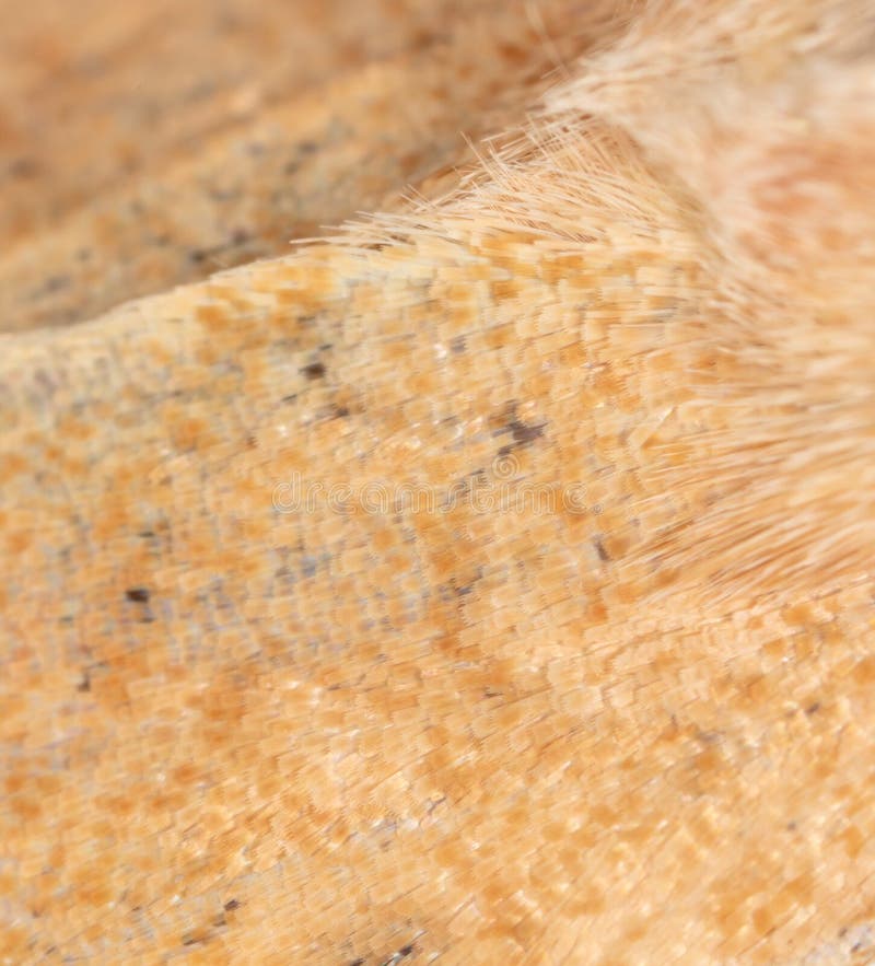 Close-up Wing of a Moth Butterfly As Background Stock Image - Image of ...