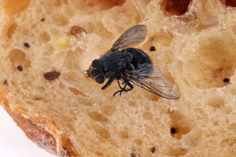 Close-up of a Fly Brachycera Sitting on Tiny Yellow Blossoms Stock ...