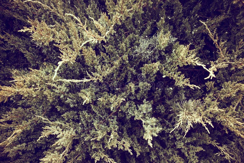 Close-up of Winter Exotic Green Bushes - Top View - in Dark Tone Stock ...
