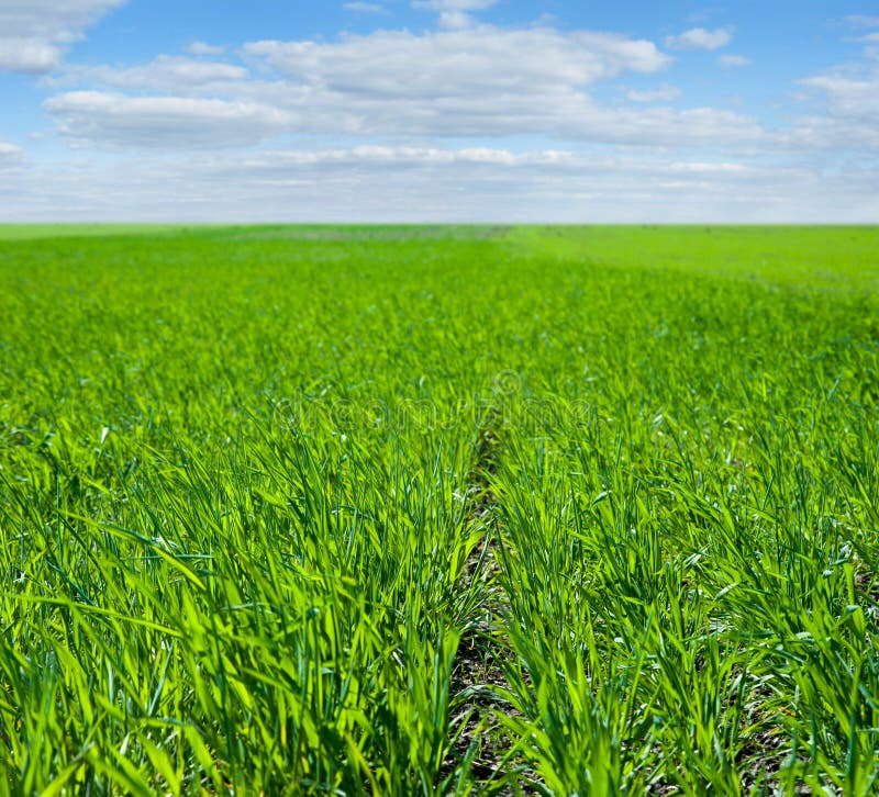 Wheat Rows and Canola Fields Stock Photo - Image of rolling, field ...