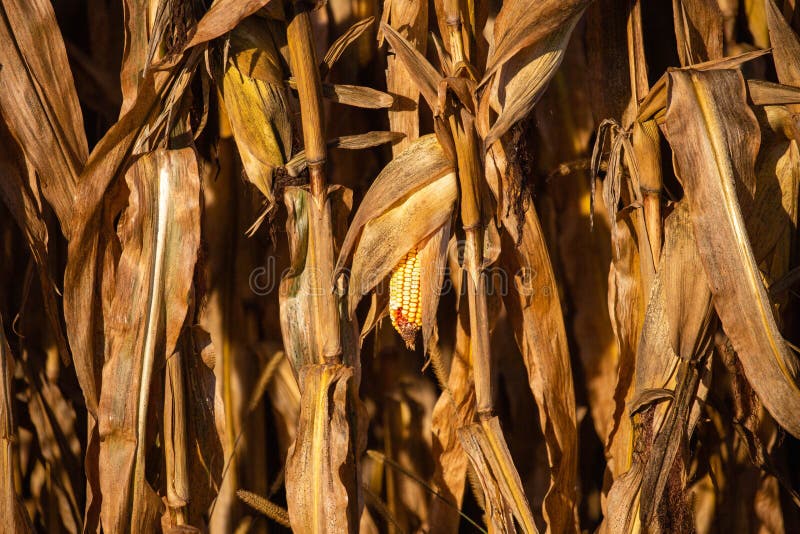 Close-up of a Wisconsin Corn Cob in October Stock Image - Image of ...