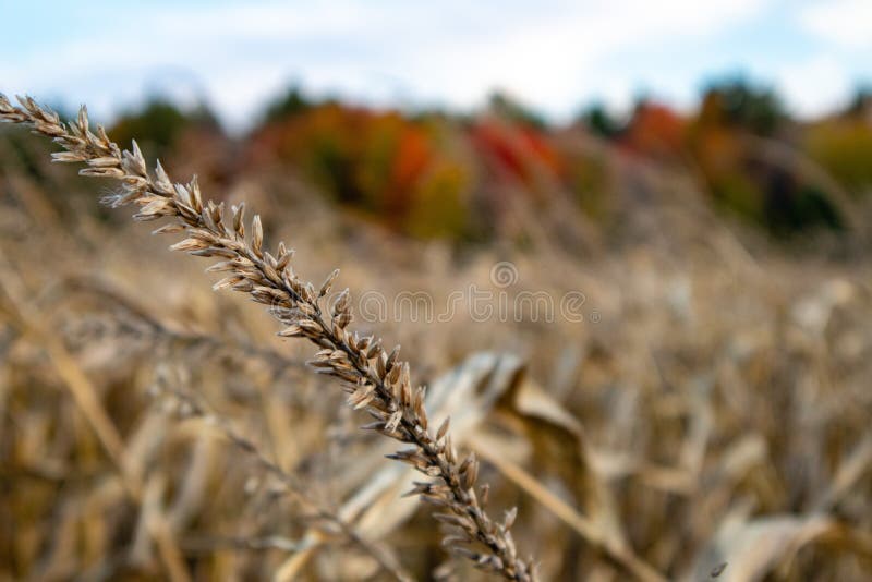 Wisconsin Corn Field stock photo. Image of knee, farmfield - 112712854