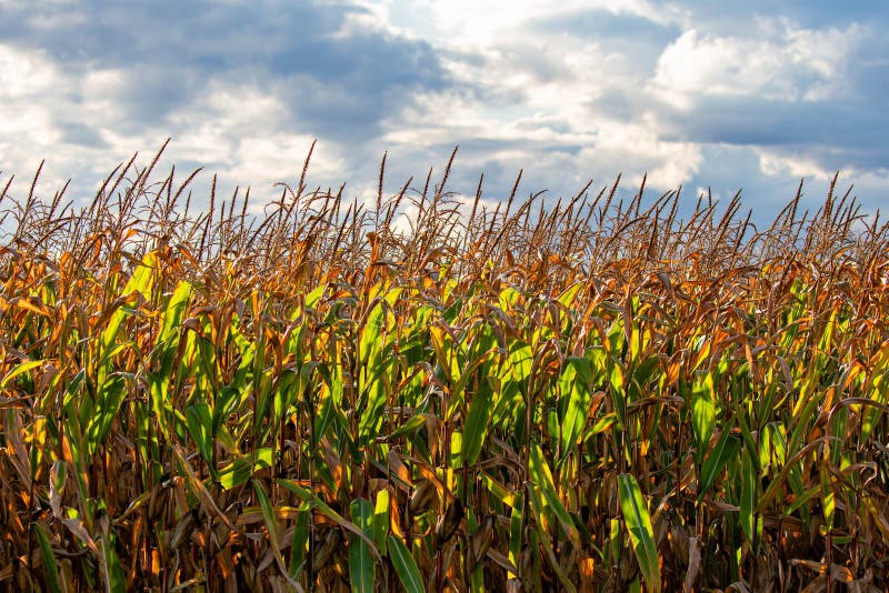 Wisconsin Cornfield with Clouds in Late October Stock Image - Image of ...