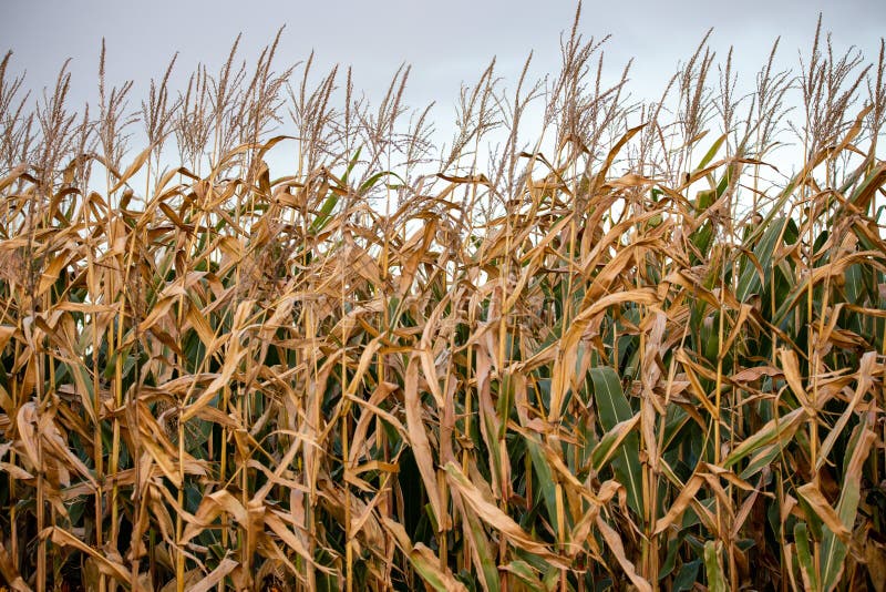 Close-up of Wisconsin Field Corn in October Ready for Harvest Stock ...