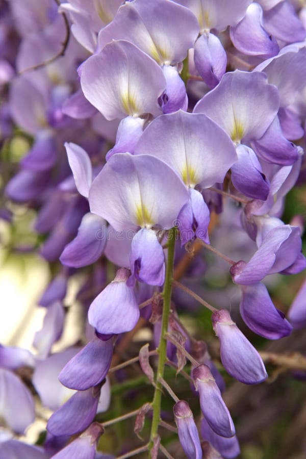 Close-up of Wisteria Flower Stock Photo - Image of white, house: 256584822
