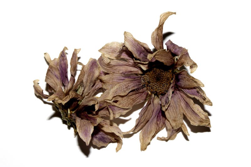 Close Up of a Withered Dried Dead Flower on White Background Stock ...