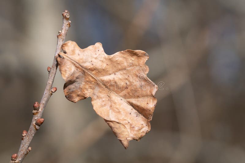Close Up of a Withered and Dry Leaf of an Oak Tree. the Leaf Hangs from ...