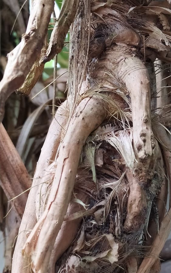 Close Up Withered Tree Roots Brown, Tree Roots Stock Image - Image of ...