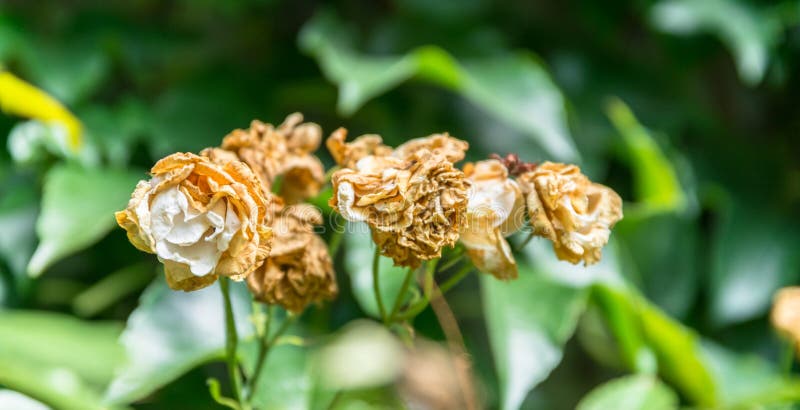 Close Up of Withering Pink Roses Surrounded by Foliage Stock Image ...
