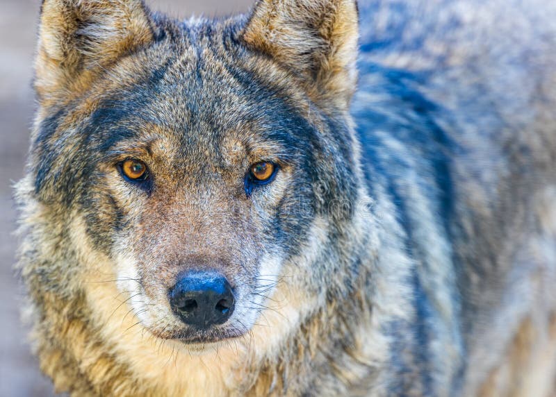 Close Up of a Wolf Looking into Camera Stock Photo - Image of nature ...