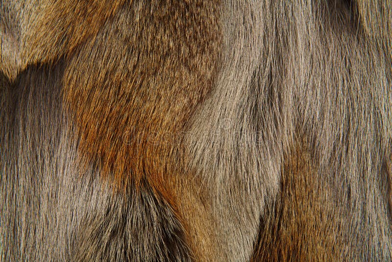 Close up of a wolf fur stock photo. Image of hair, nature - 262904338