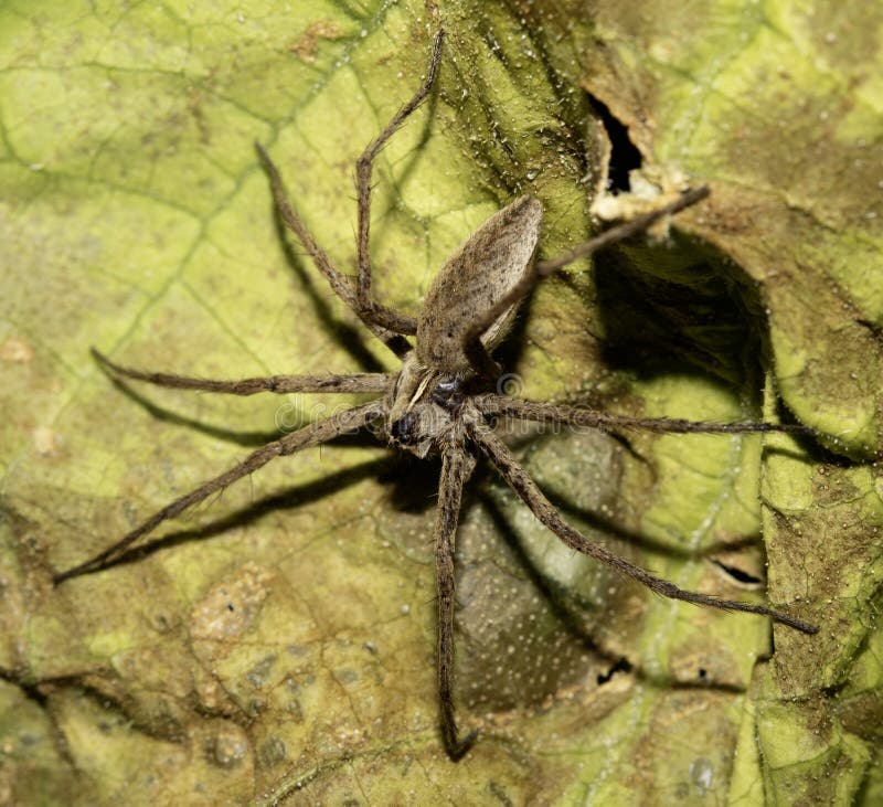 A Close Up of a Wolf Spider on a Green Vegetable Leaf Stock Image ...
