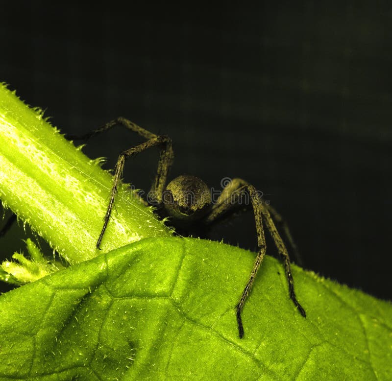 A Close Up of a Wolf Spider on a Green Vegetable Leaf Stock Photo ...