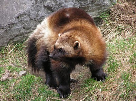 Close-up of a wolverine stock image. Image of wild, mammal - 15137049