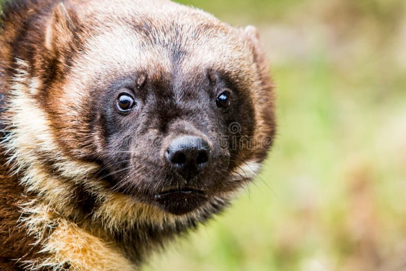 Close Up of Wolverine Face stock photo. Image of fierce - 73059676
