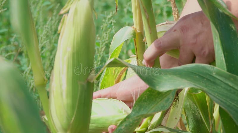 Woman Farmer S Hand Picking a Cob of Corn Stock Footage - Video of ...