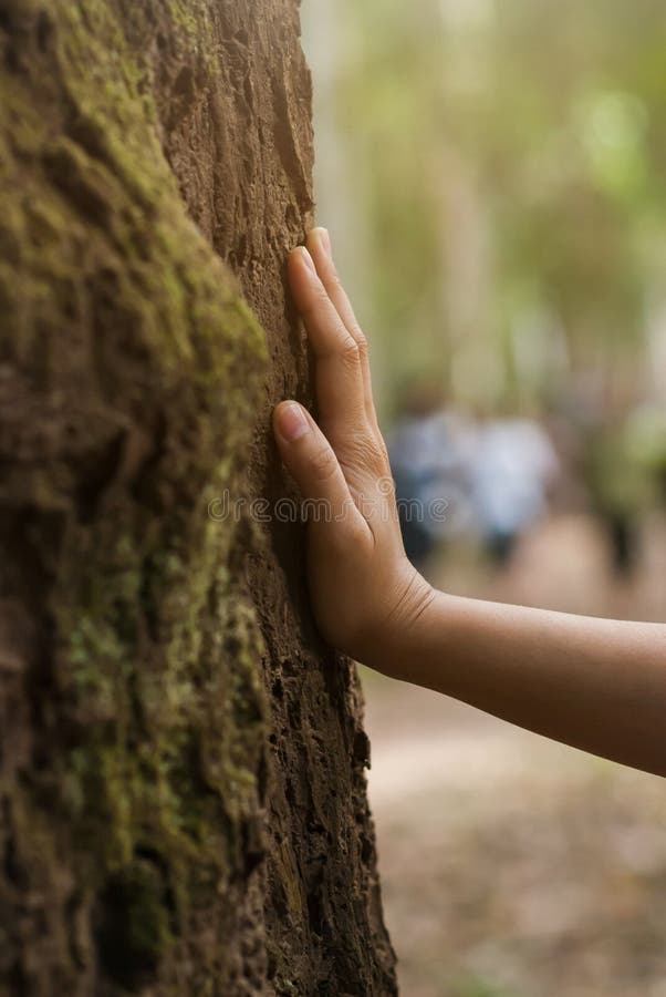 Close Up Woman Hand Holding or Touching on Big Tree. Stock Image ...