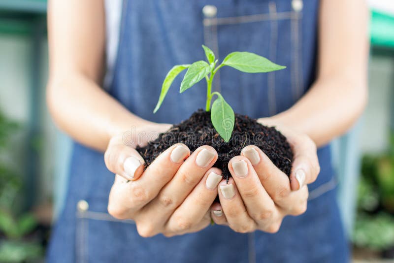 Close Up Woman Hand Plant a Tree Stock Photo - Image of fresh, care ...