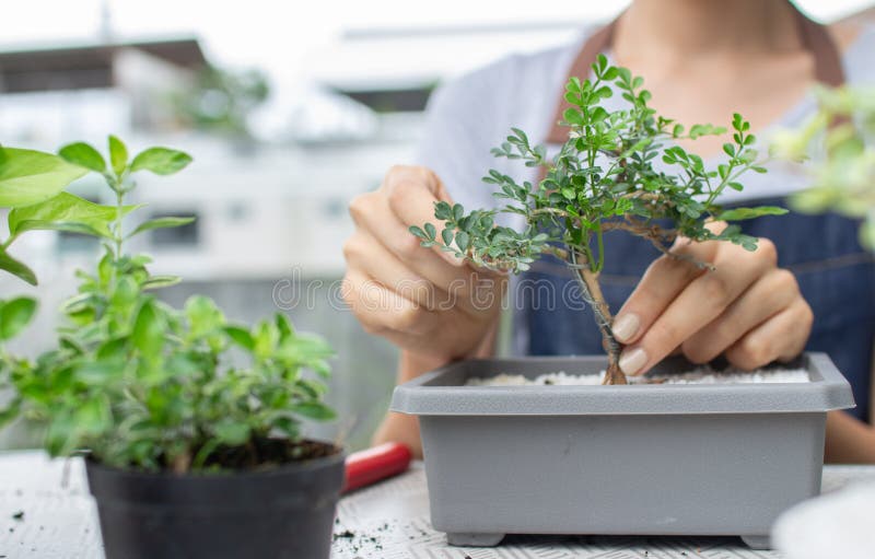 Close Up Woman Hand Plant a Tree Stock Image - Image of gardening, hand ...