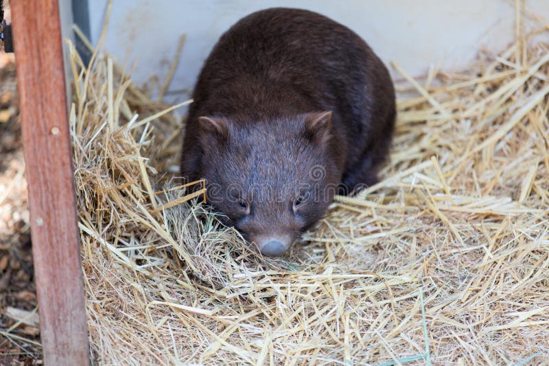 Close Up of Wombat in Australia. Stock Photo - Image of animal, hair ...