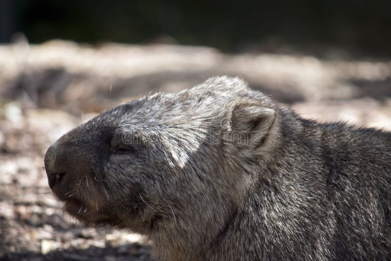 This is a Close Up of a Wombat Stock Photo - Image of marsupial, pouch ...