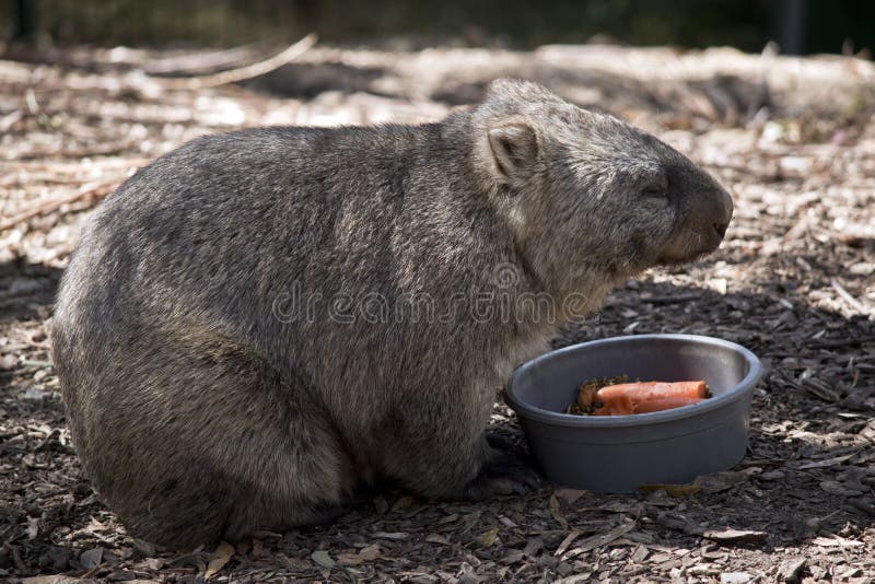 This is a Close Up of a Wombat Stock Image - Image of australian, hairy ...
