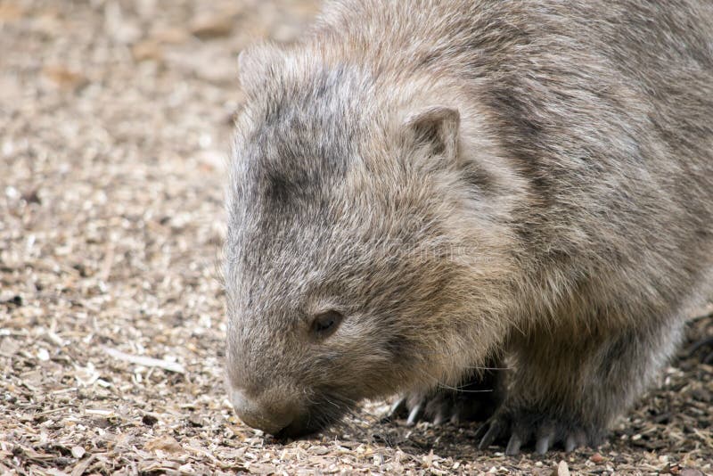 This is a Close Up of a Wombat Stock Photo - Image of mammal, pouch ...