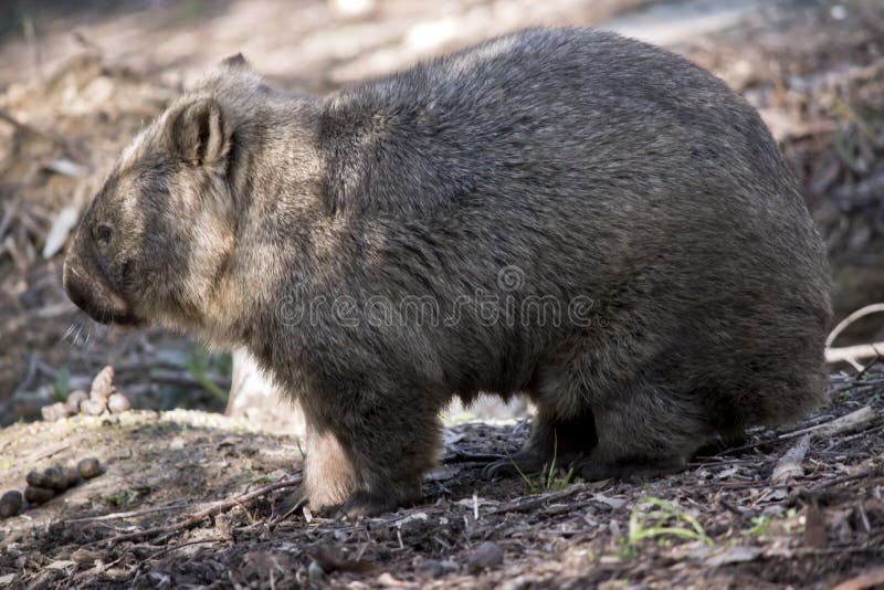 This is a Close Up of a Wombat Stock Image - Image of wildlife, pouch ...