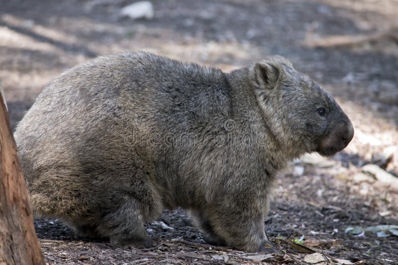 This is a Close Up of a Wombat Stock Photo - Image of brown, hairynosed ...