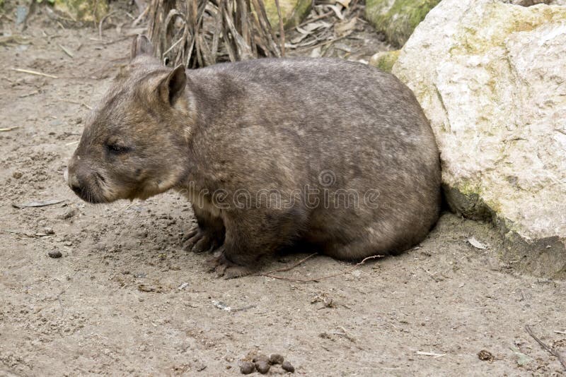 Wombat stock image. Image of side, marsupial, wombat - 99209159