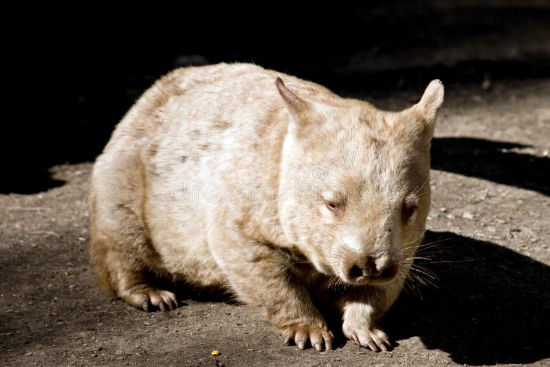 Wombat stock photo. Image of whiskers, hairy, ears, walking - 100380410