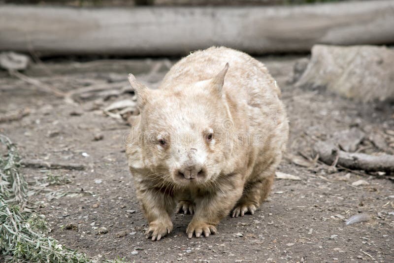 Wombat stock image. Image of close, australia, snout - 99208911