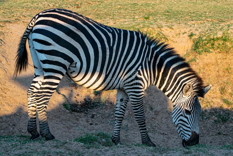 Close-up of a Wonderful Zebra Eating in the Savanna Stock Image - Image ...