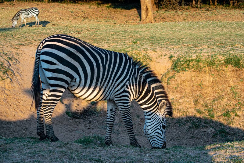 Close-up of a Wonderful Zebra Eating in the Savanna Stock Photo - Image ...