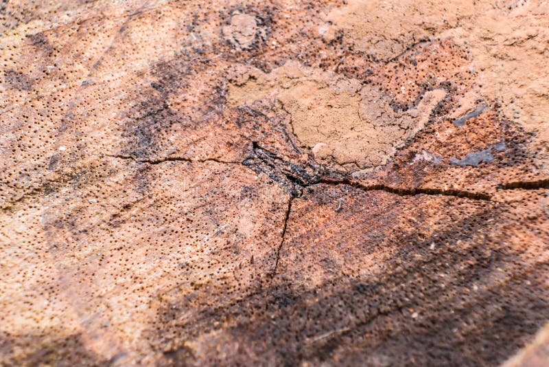 Close-up Wood Bark of Tree Background and Texture, with Copy Spa Stock ...