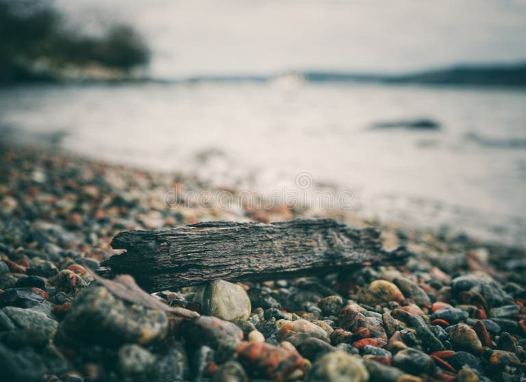 Close-up of wood on beach stock image. Image of beach - 253449311