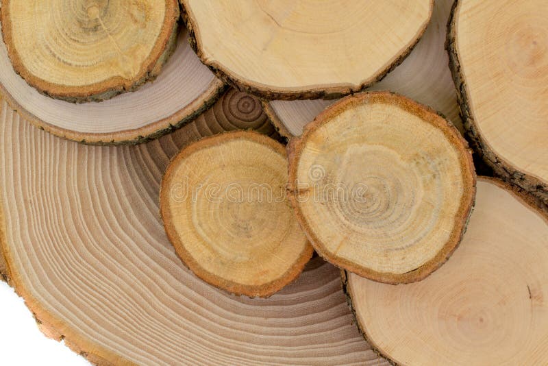 Six Different Oak Tree Cross Sections, Isolated. Wooden Textures. Tree ...