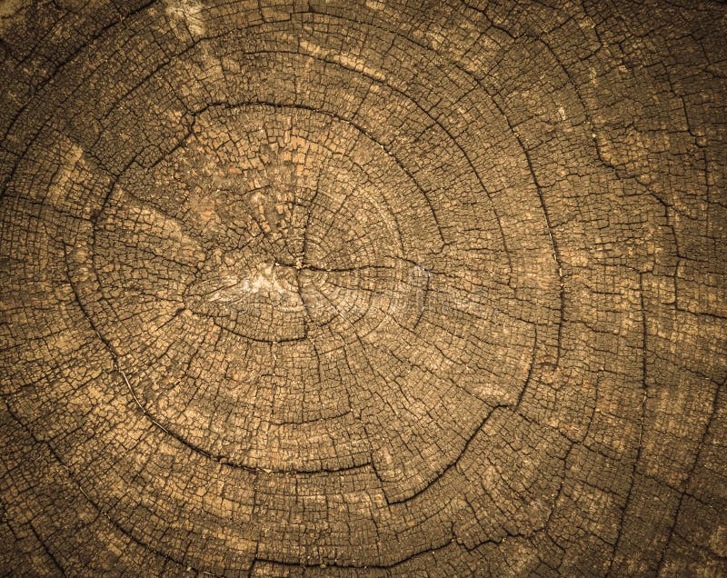 Wood cut texture stock photo. Image of form, pine, dark - 30130968