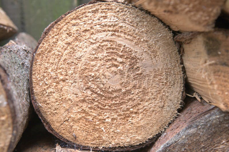 Close up of wood grain stock photo. Image of trunk, rough - 60115712