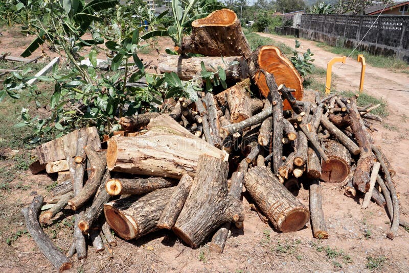 Wood log cut at ground stock photo. Image of pine, blade - 242009028
