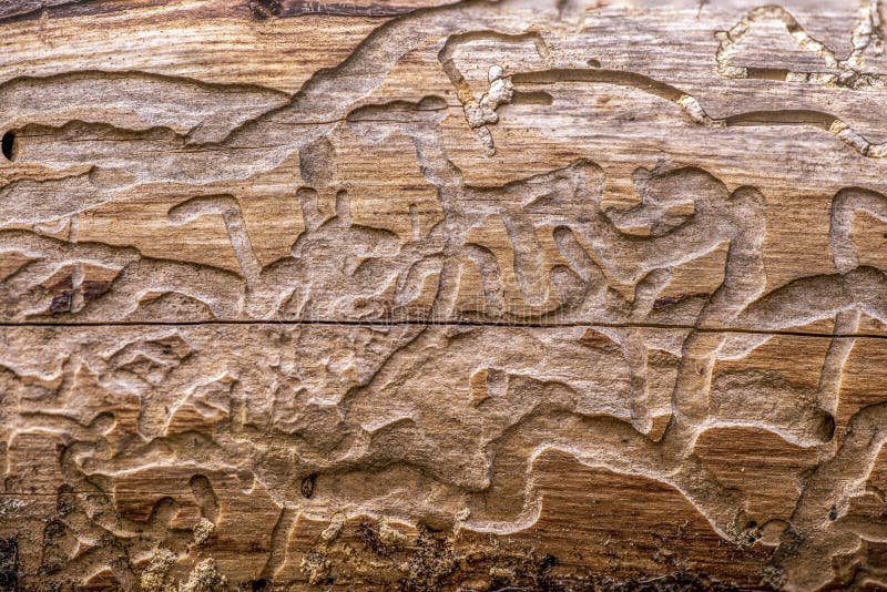 Detailed Close Up Insects Weathered Wood Surface Stock Photos - Free ...