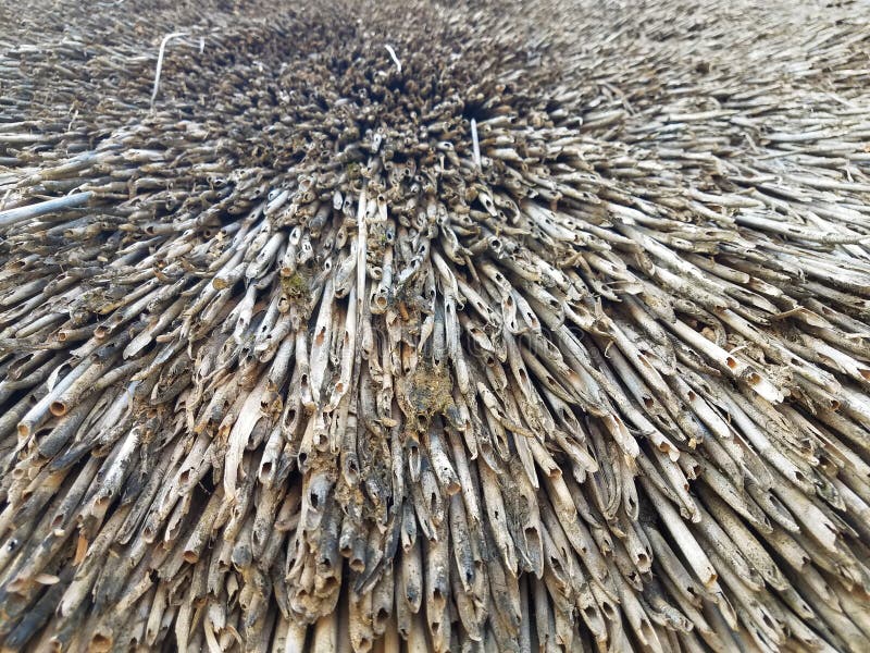 Close Up of Wood Sticks on Thatch Roof Stock Image - Image of ...