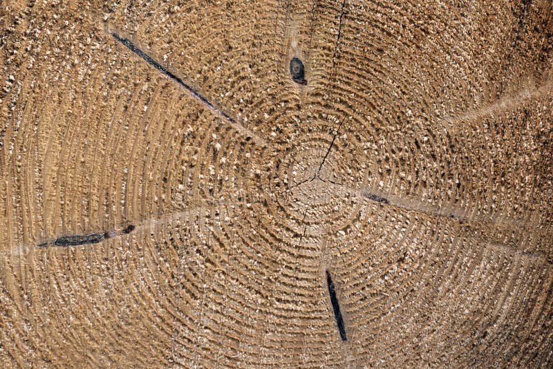 Close-up of Wood Texture of Cut Pine Tree Trunk. Stock Image - Image of ...