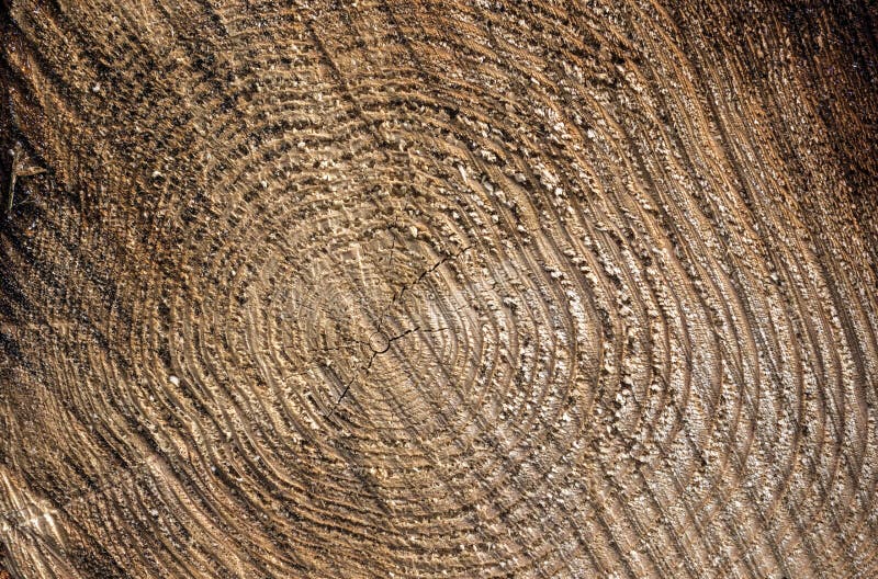 Close-up of Wood Texture of Cut Pine Tree Trunk. Stock Image - Image of ...