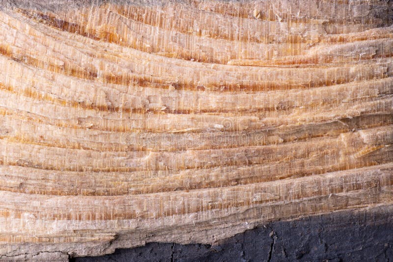 Close-up Wood Texture with Natural Pattern of Curves Lines of Age of ...