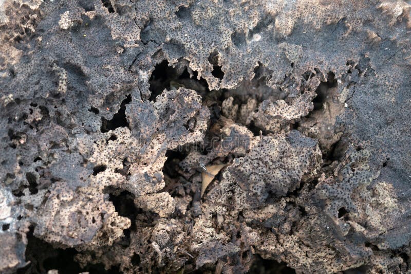 Close Up Wood Texture for Nature Background Stock Image - Image of ...