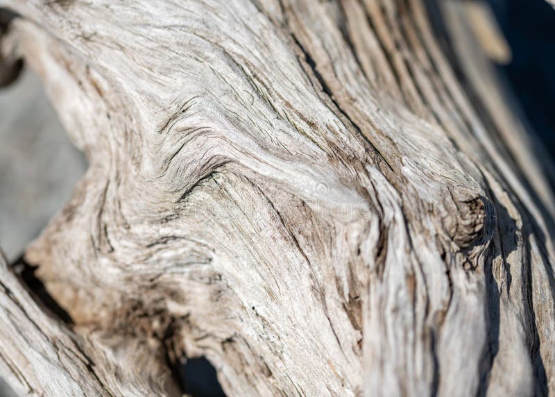Close Up of Wood Tree Texture Bare Stock Photo - Image of geology, wood ...