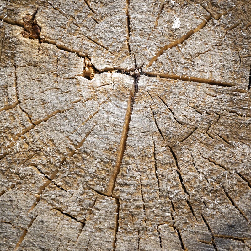 Wooden cut texture stock photo. Image of pattern, crack - 225393120