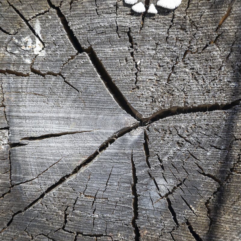 Wooden cut texture stock photo. Image of abstract, crack - 225719510