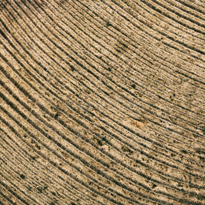 Close Up Wooden Cut Texture Stock Photo - Image of cutting, lumber ...